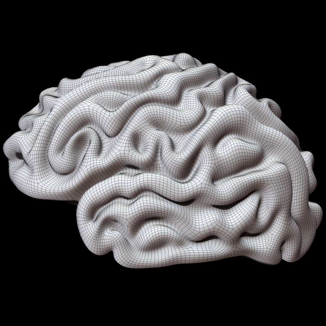 3D brain model - TurboSquid 1389358