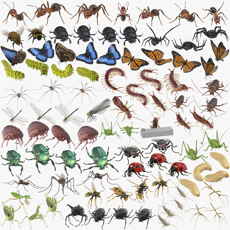 3D insects 02 production - model - TurboSquid 1398084