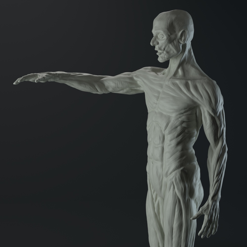 Free 3D male anatomy body - TurboSquid 1389574