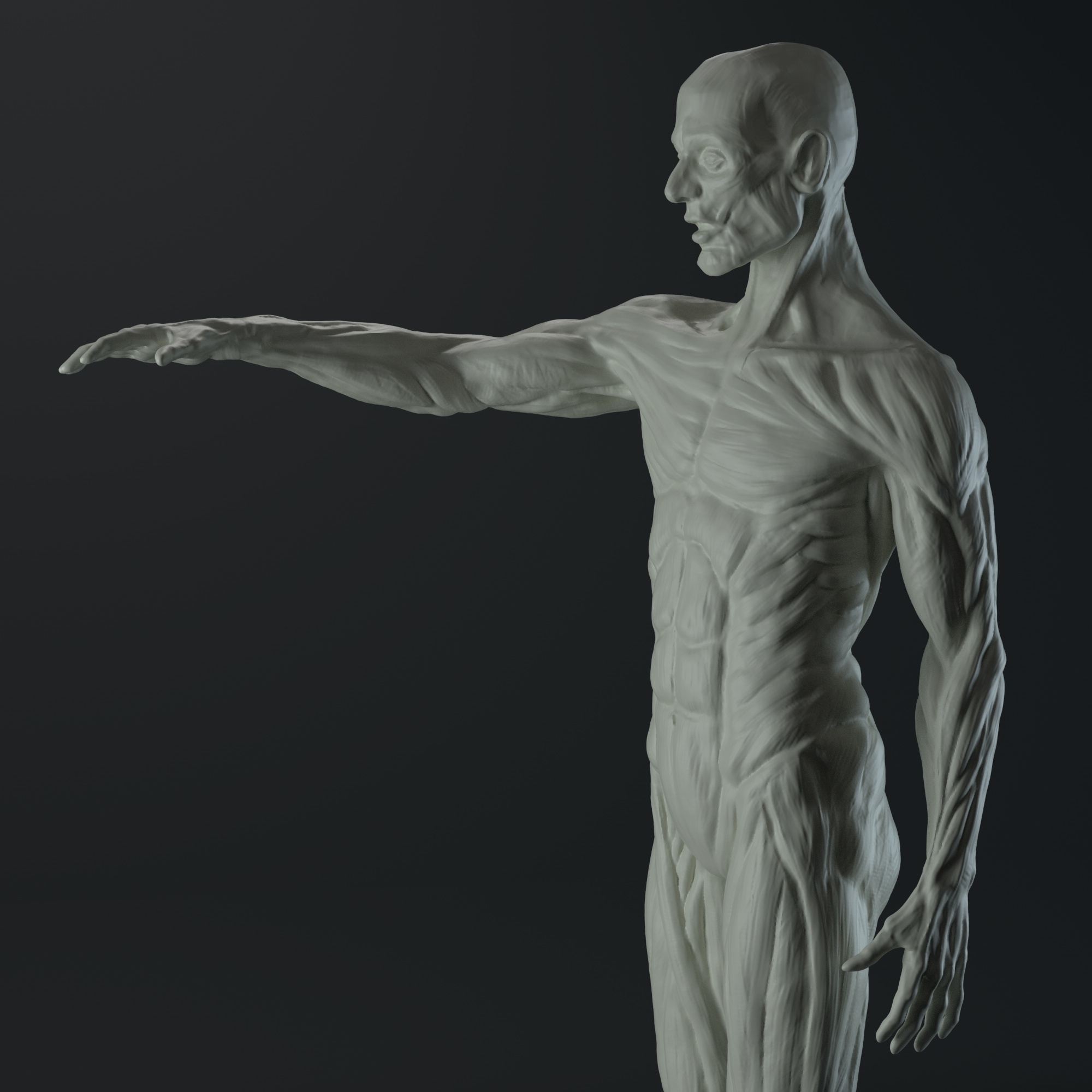 Free 3D male anatomy body - TurboSquid 1389574
