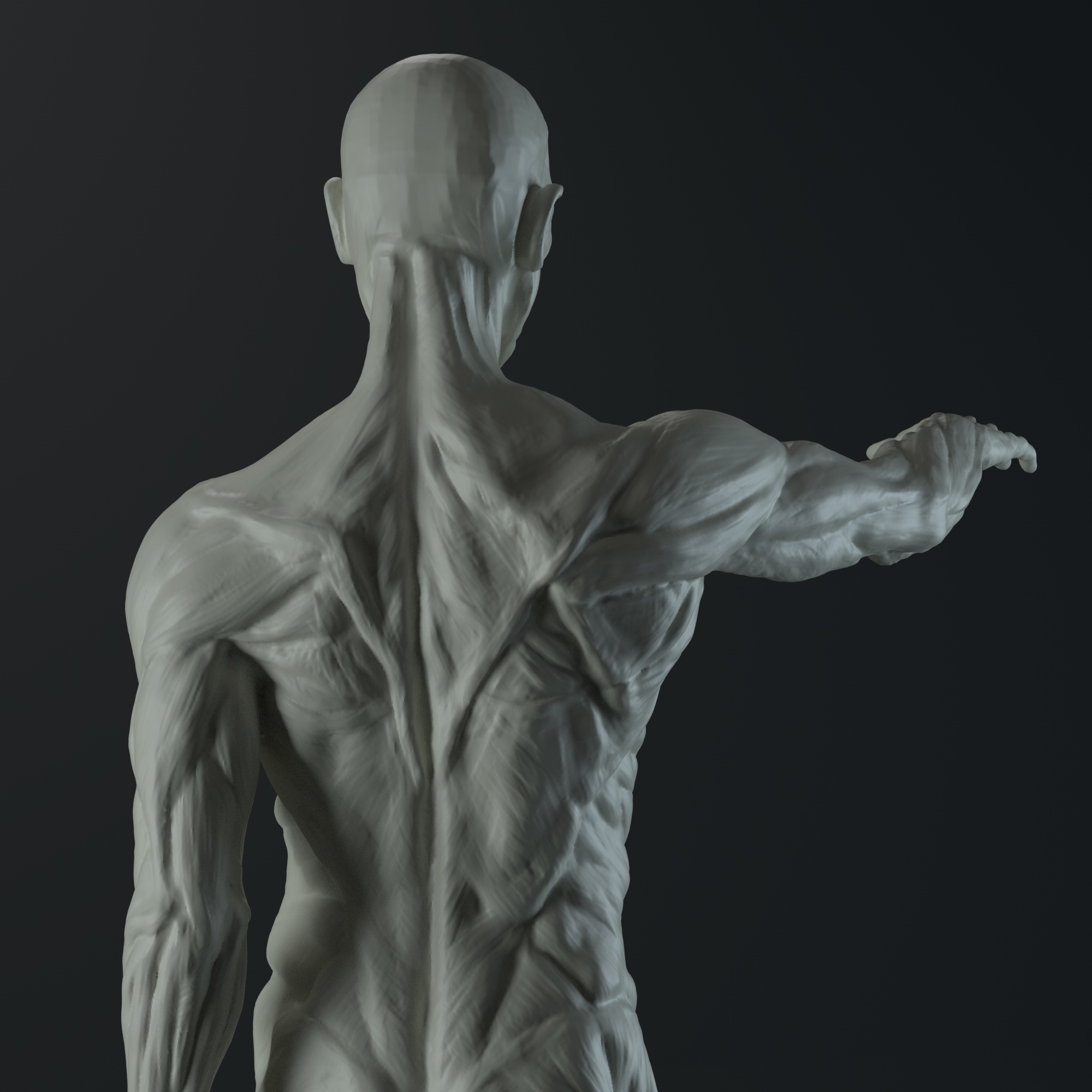 Free 3D male anatomy body - TurboSquid 1389574