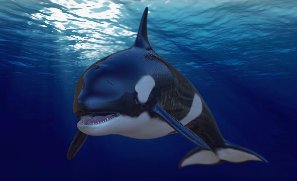3D rigged orca model - TurboSquid 1389543