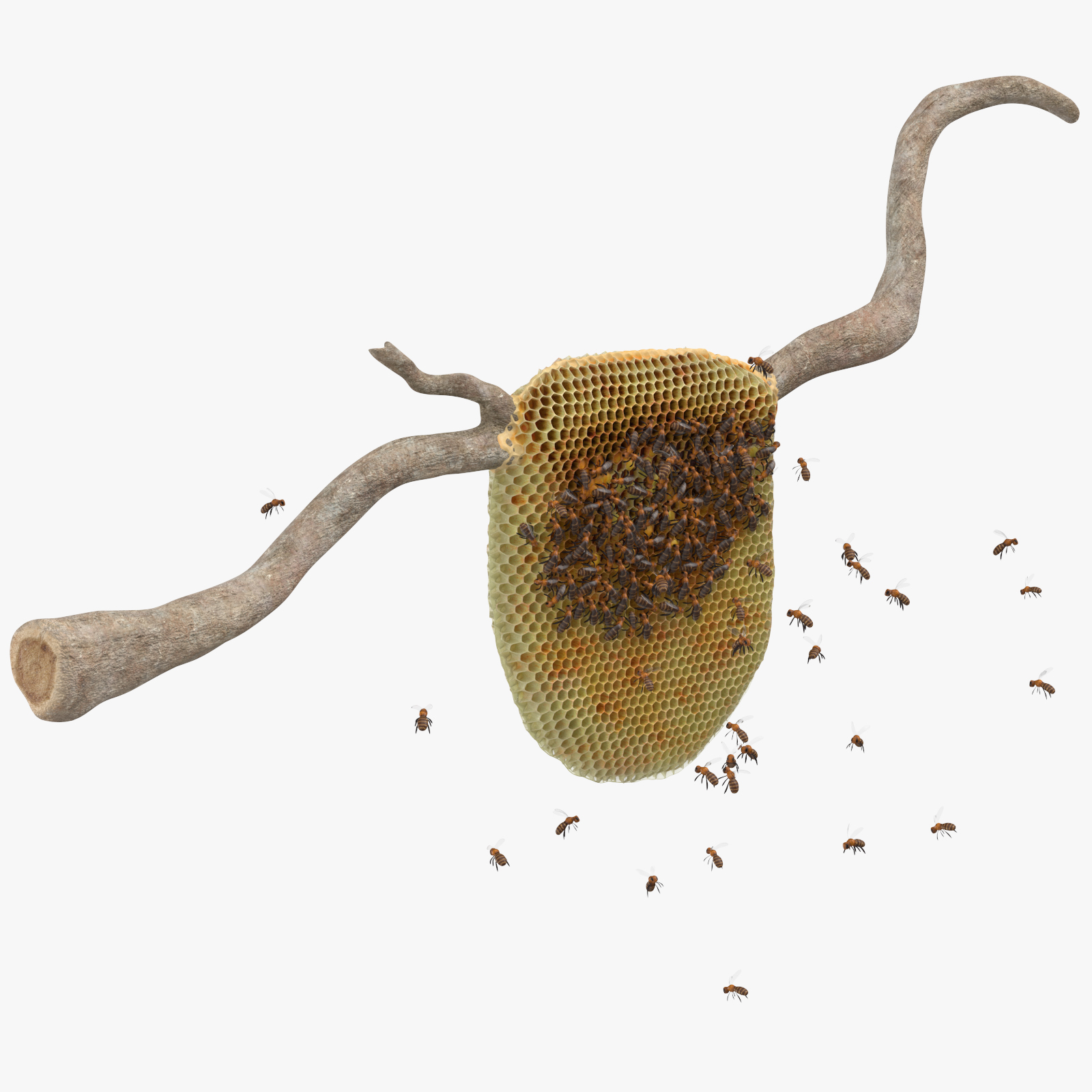 3D model bees wasps hives - TurboSquid 1389716