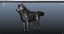 Free 3D grey wolf rig - TurboSquid 1390070