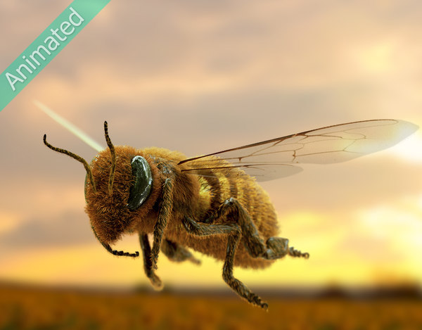 Bee 3D Models for Download | TurboSquid