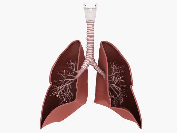 Lungs 3D Models for Download | TurboSquid