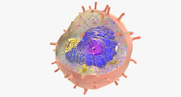 3D human cell - TurboSquid 1390779