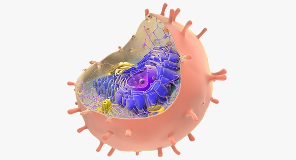 3D human cell - TurboSquid 1390779