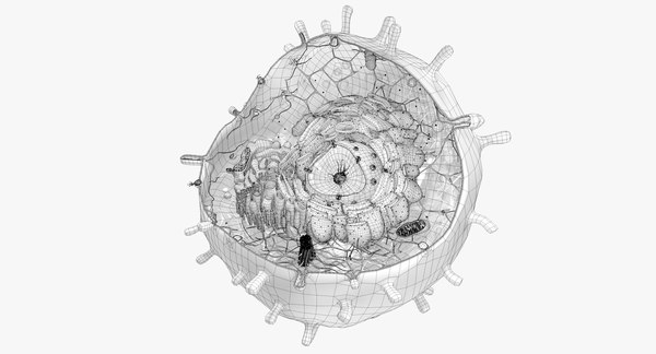 3D human cell - TurboSquid 1390779