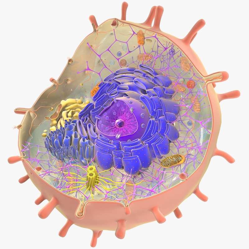 3D human cell - TurboSquid 1390779