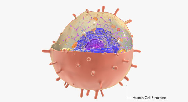 3D human cell - TurboSquid 1390779