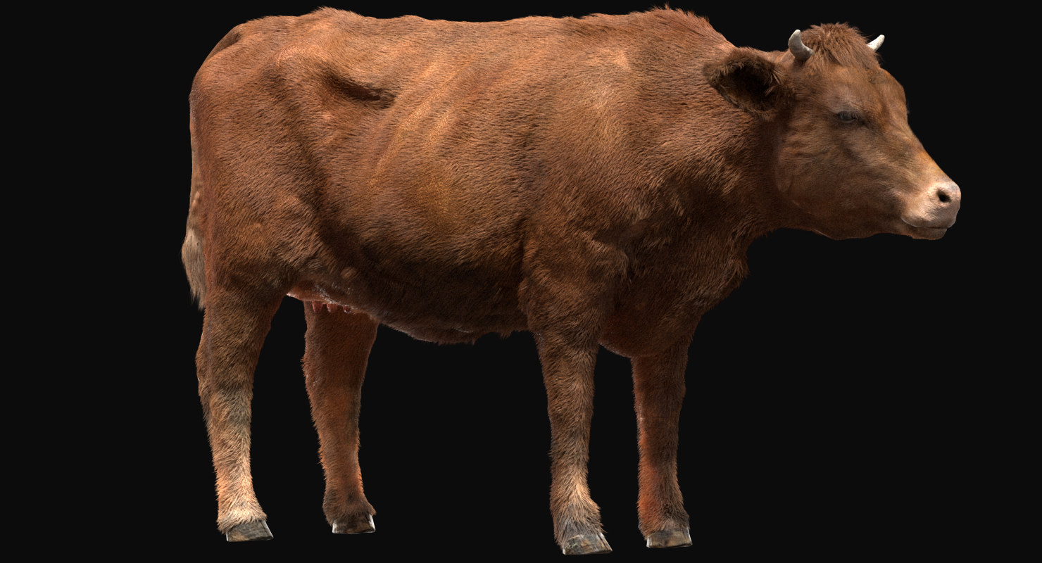 Cow cattle livestock 3D model - TurboSquid 1390838