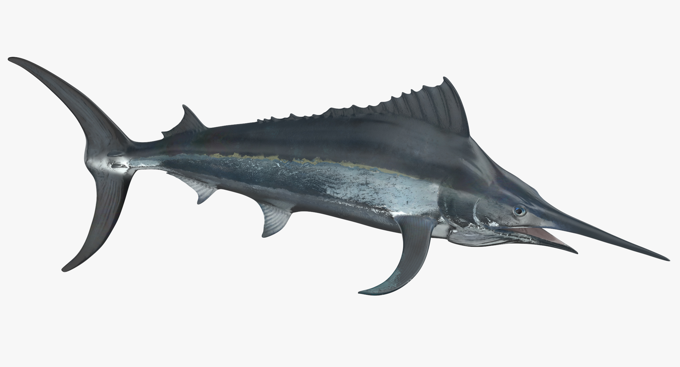 Black marlin 3D model - TurboSquid 1390971