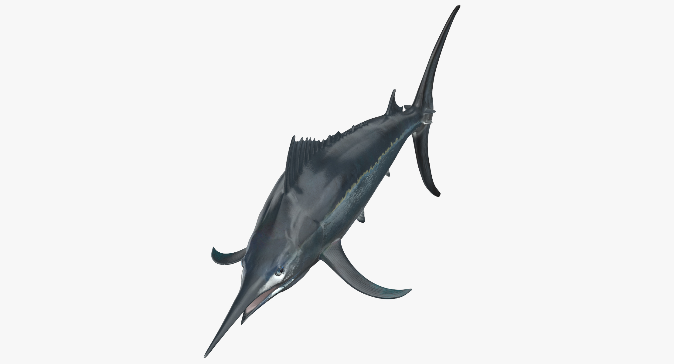 Black marlin 3D model - TurboSquid 1390971