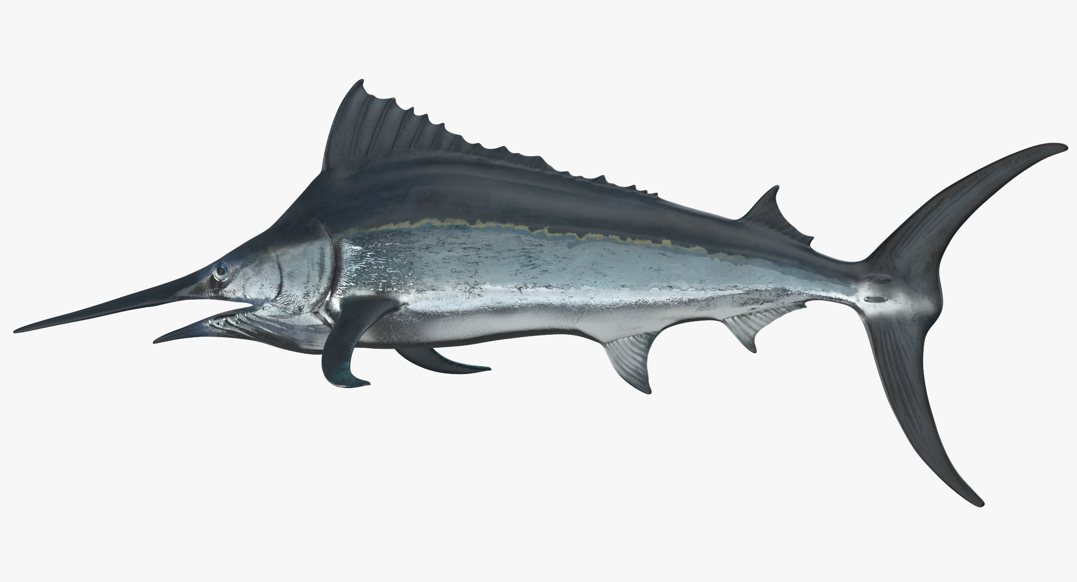 Black marlin 3D model - TurboSquid 1390971
