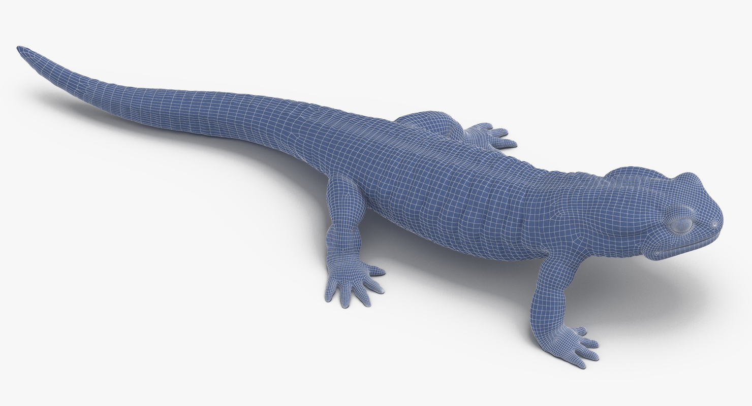 Salamander poses 3D model - TurboSquid 1391009