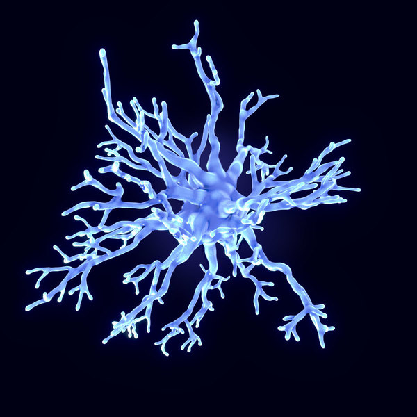 Protoplasmatische Astrozyten 3D-Modell - TurboSquid 1391038
