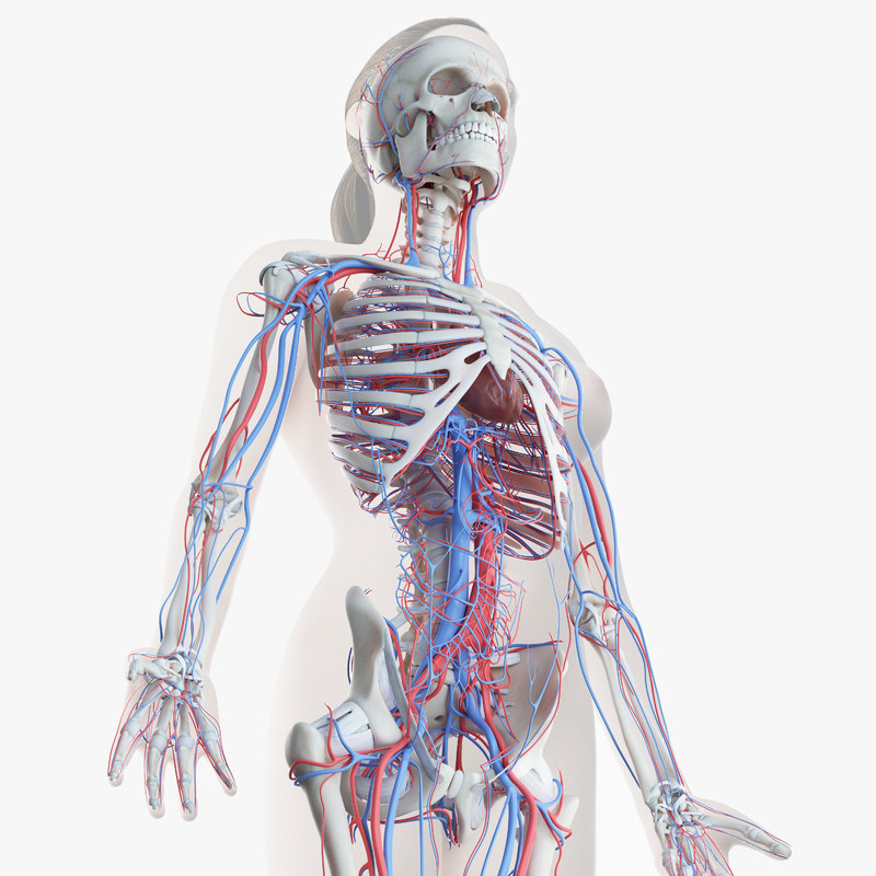3D model female skin skeleton vascular - TurboSquid 1392380