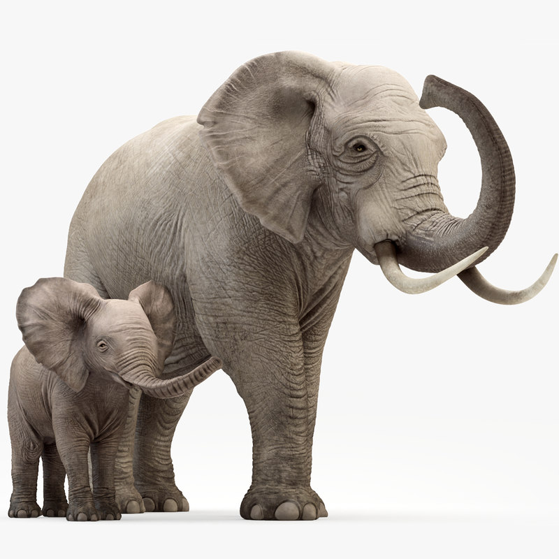 Elephant baby rigging animation 3D model - TurboSquid 1391456