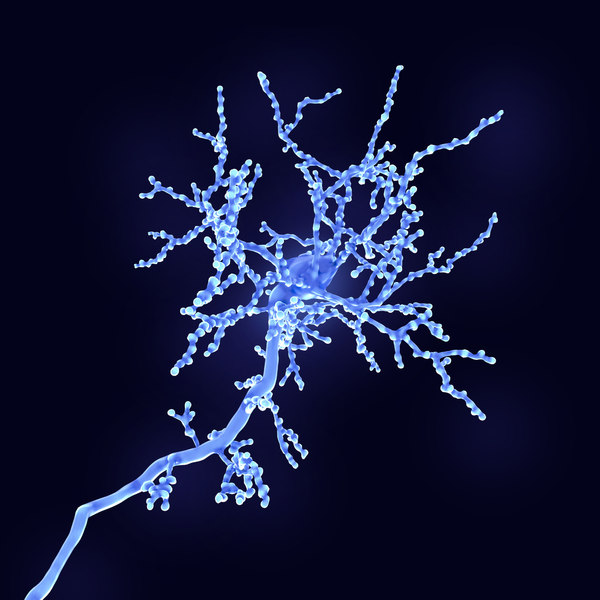 3D neurons model - TurboSquid 1241746