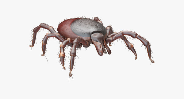 modelo 3d Garrapata mordida animada - TurboSquid 1392381