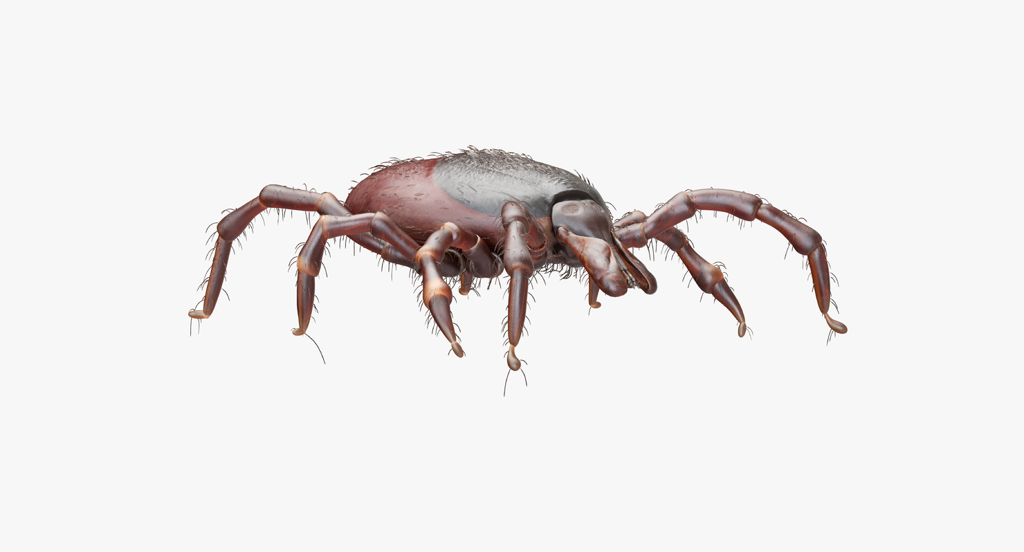 Tick bite animation model - TurboSquid 1392381