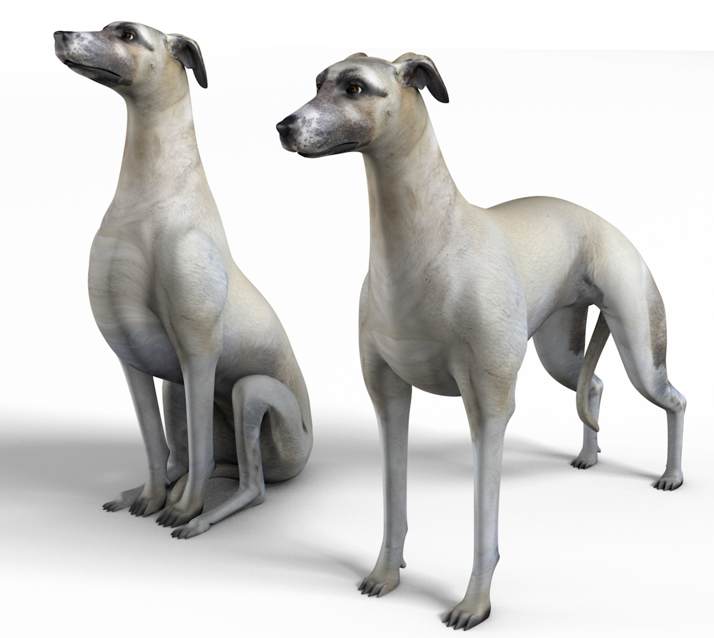 Manipulierter und animierter whippet hund 3D-Modell - TurboSquid 1392235