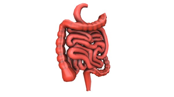 3D Colon Models | TurboSquid