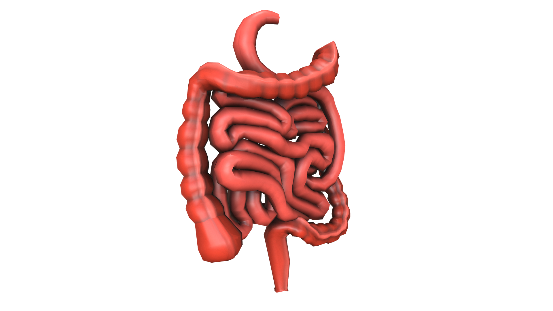 Intestine large digestive colon 3D model - TurboSquid 1392317
