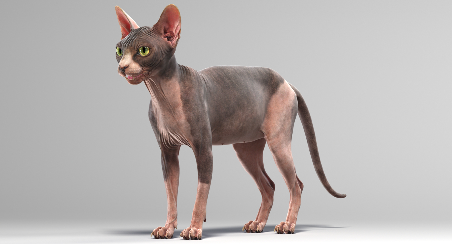 Sphynx cat 3D - TurboSquid 1392376