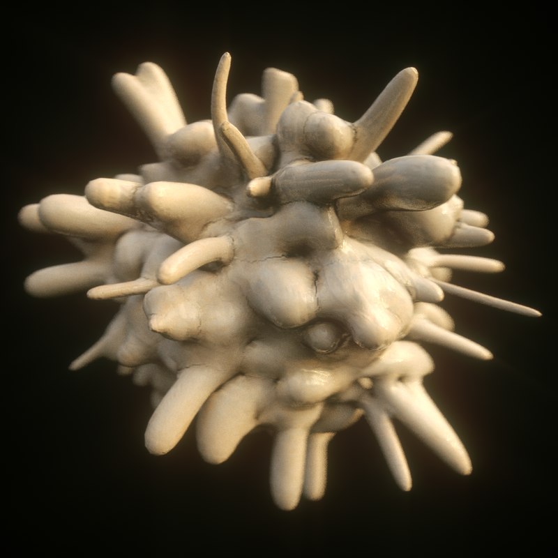 Leukocyte macrophage white blood 3D - TurboSquid 1393497