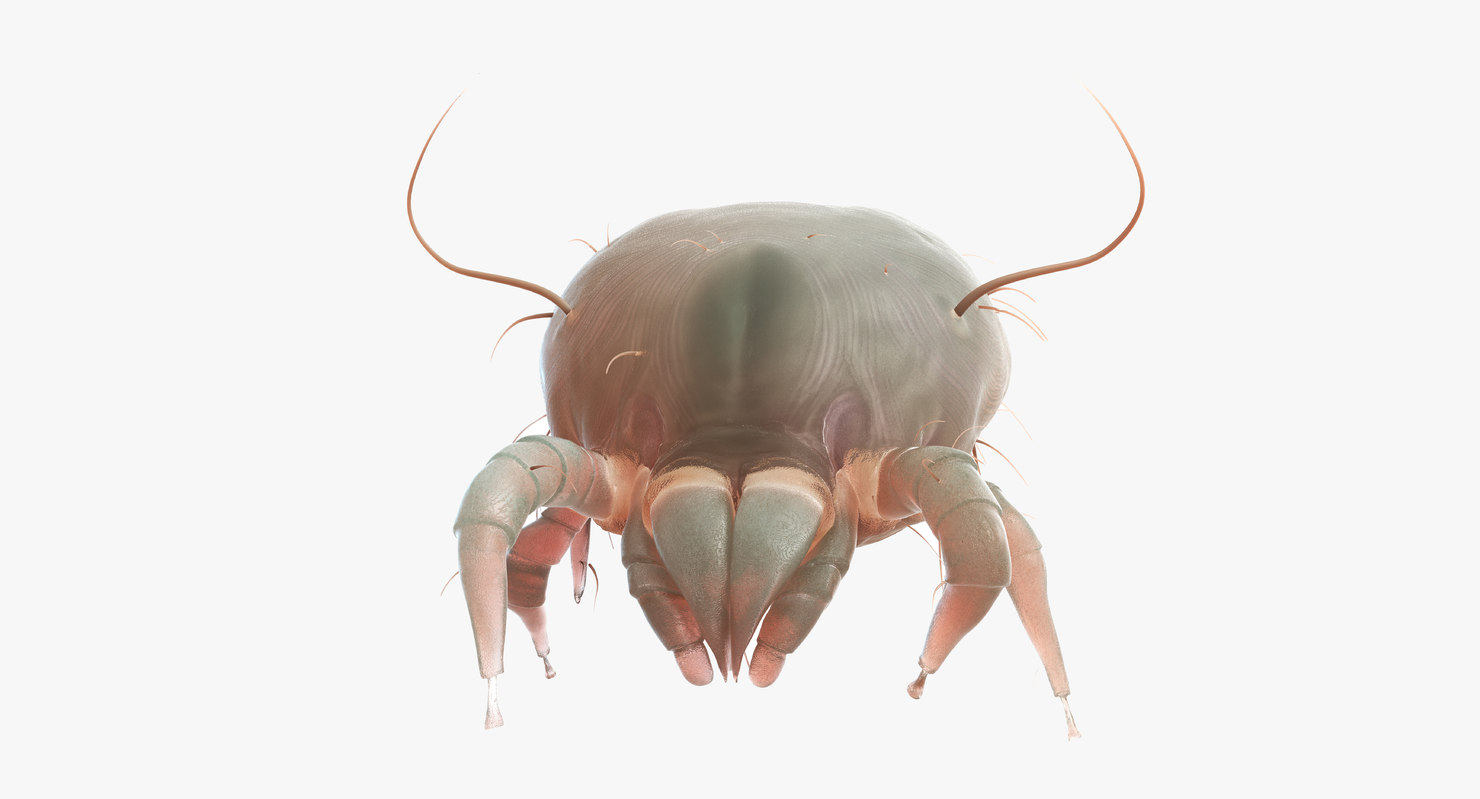 Dust mite animation model - TurboSquid 1393999