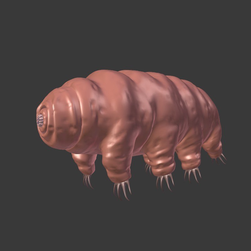Tardigrade anatomy model - TurboSquid 1383792