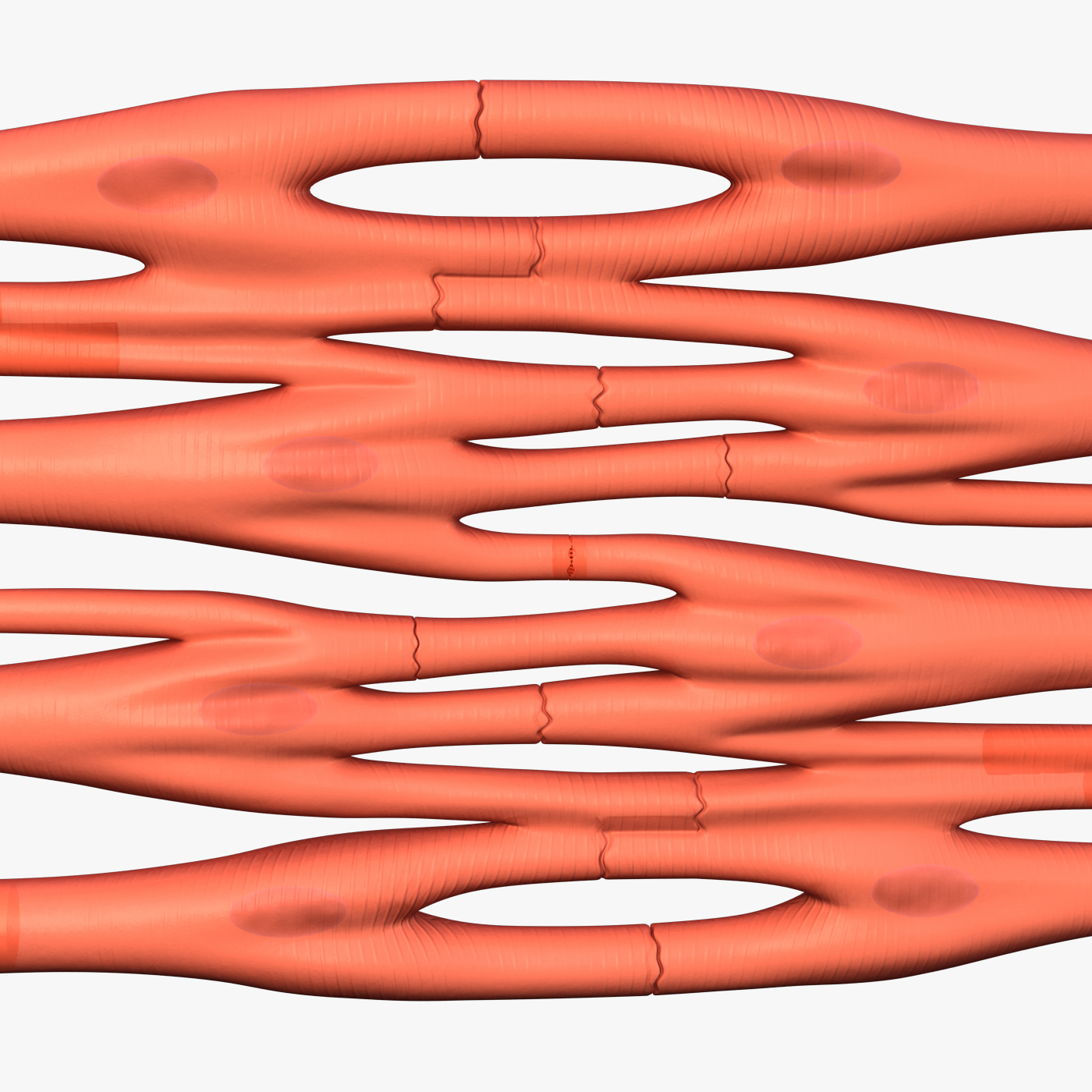 3D model cardiac muscle - TurboSquid 1394557
