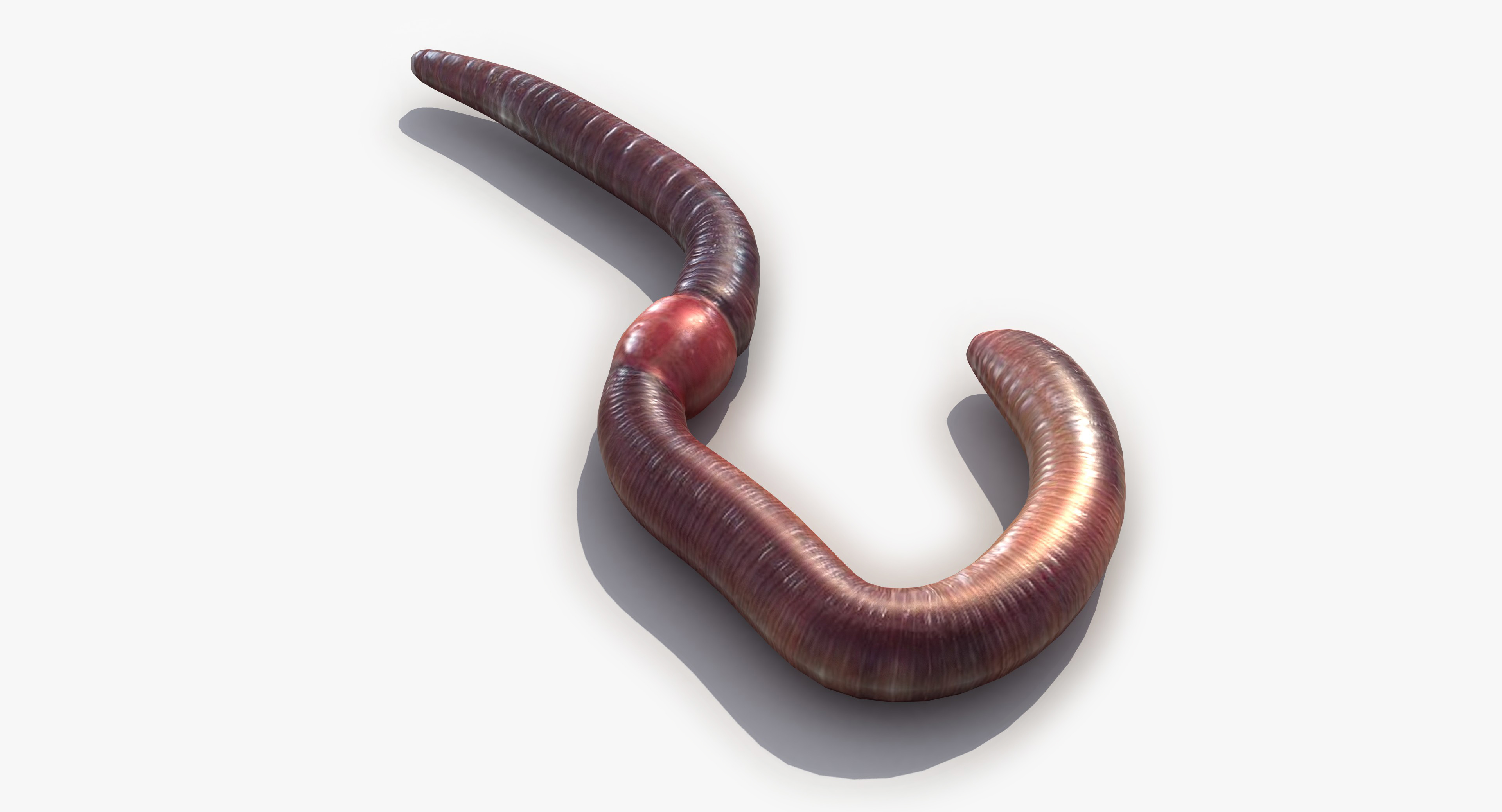 earth worm 3d model