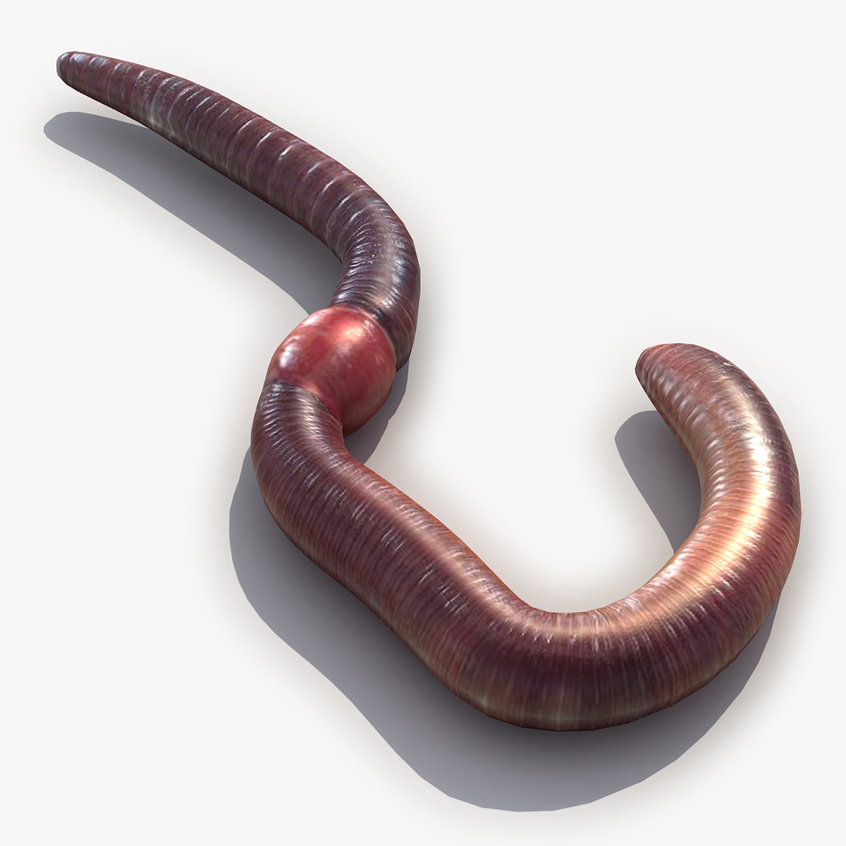 earth worm 3d model