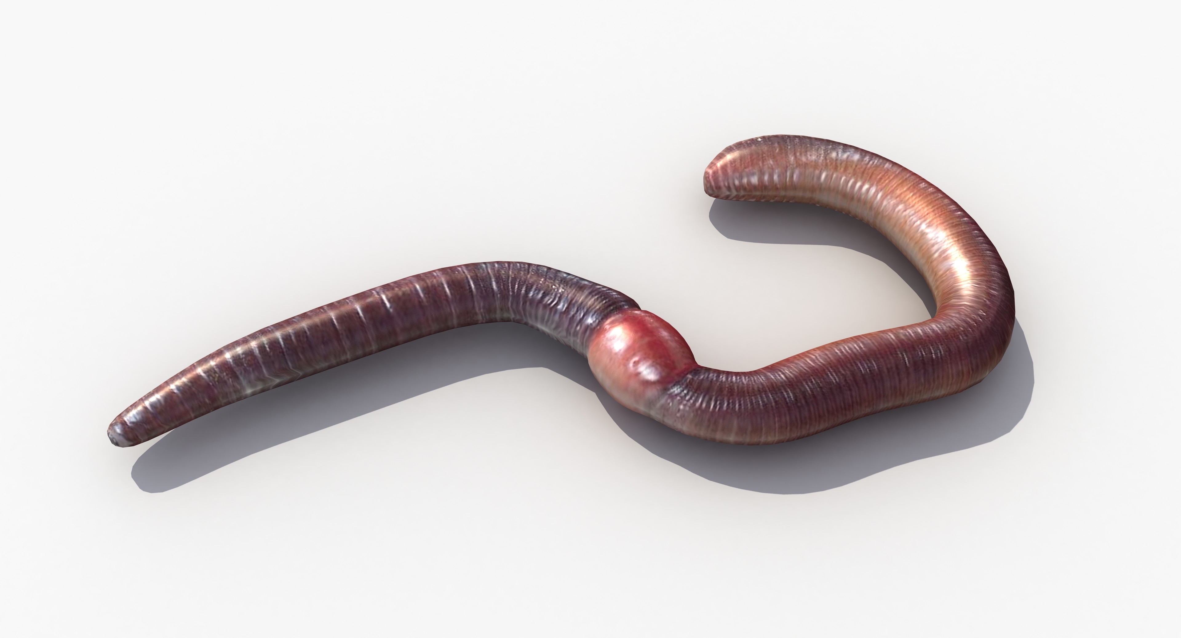 earth worm 3d model