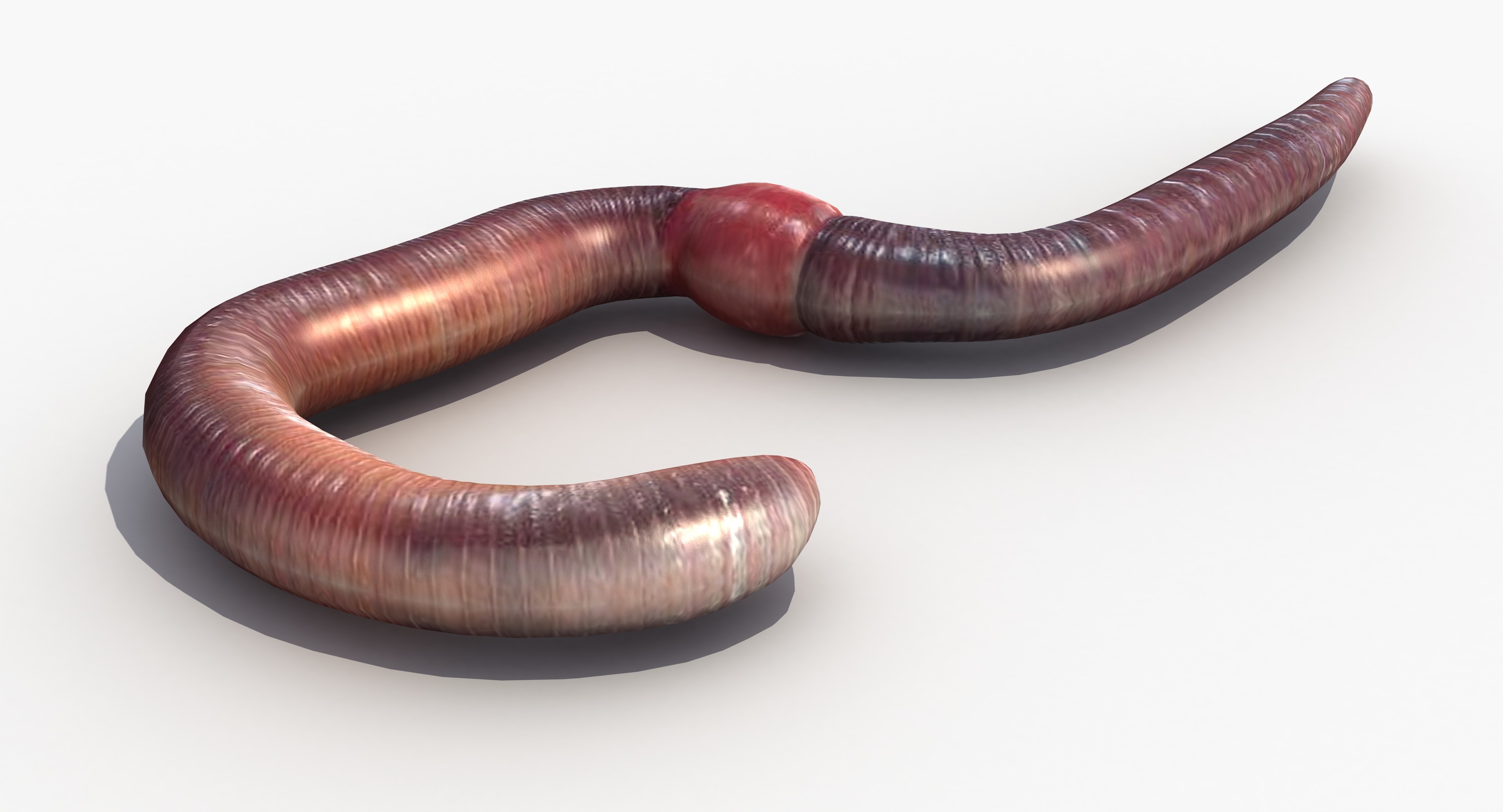 earth worm 3d model