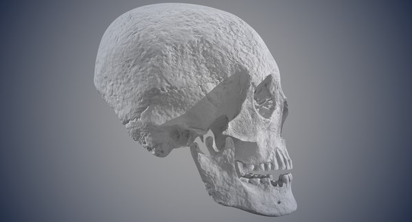 3D real skull - TurboSquid 1394597