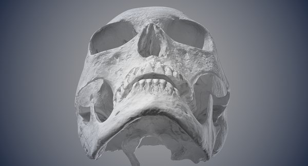 3D real skull - TurboSquid 1394597