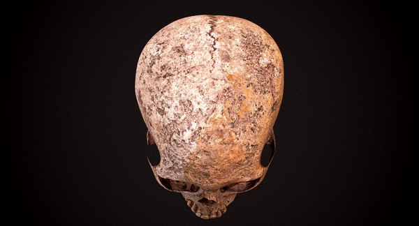 3D real skull - TurboSquid 1394597