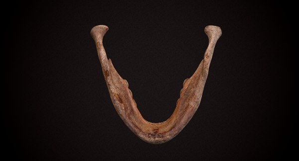 3D real skull - TurboSquid 1394597