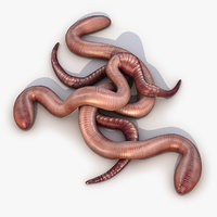 earth worm 3d model