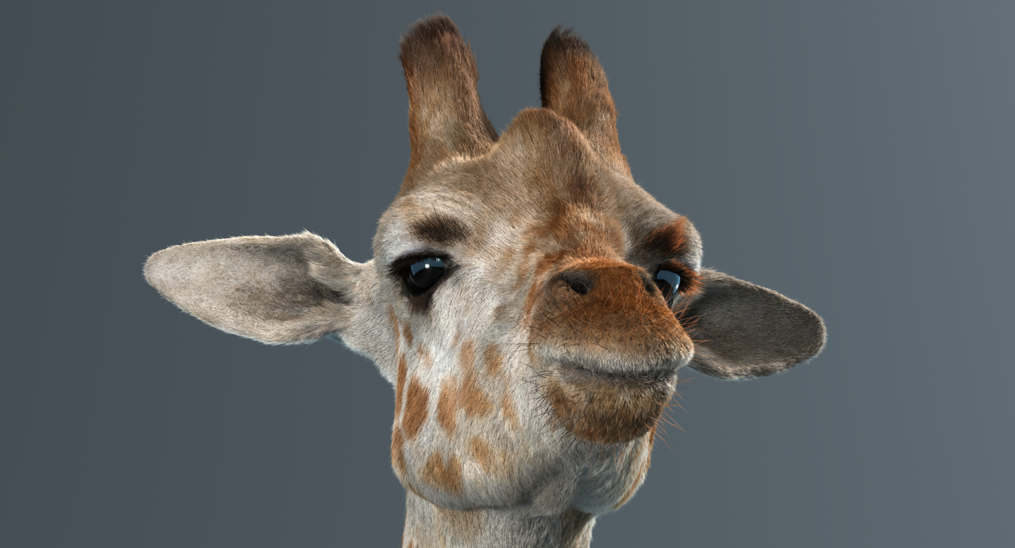 Realistic giraffe rigged fur 3D - TurboSquid 1394899