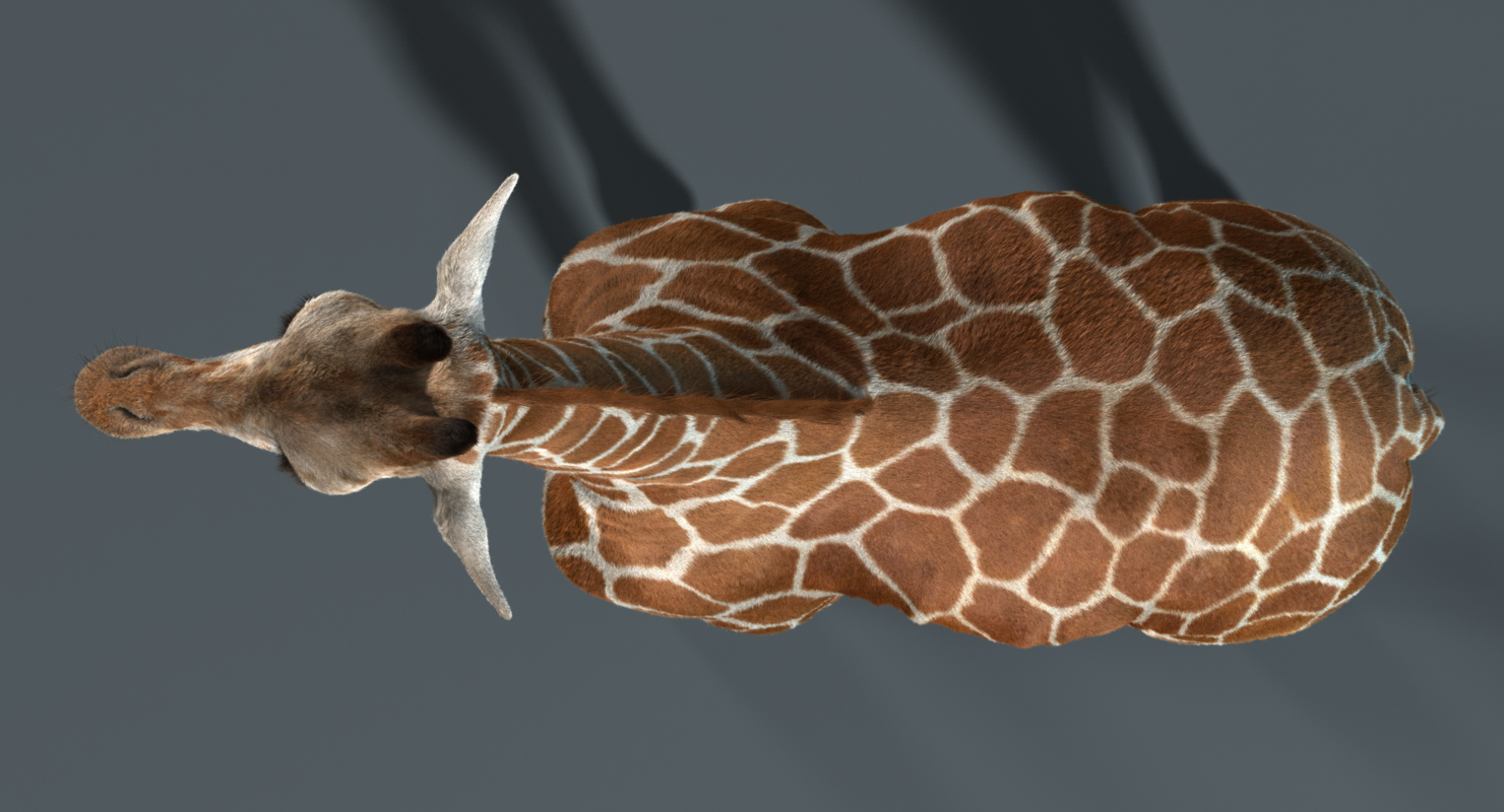 Realistic giraffe rigged fur 3D - TurboSquid 1394899