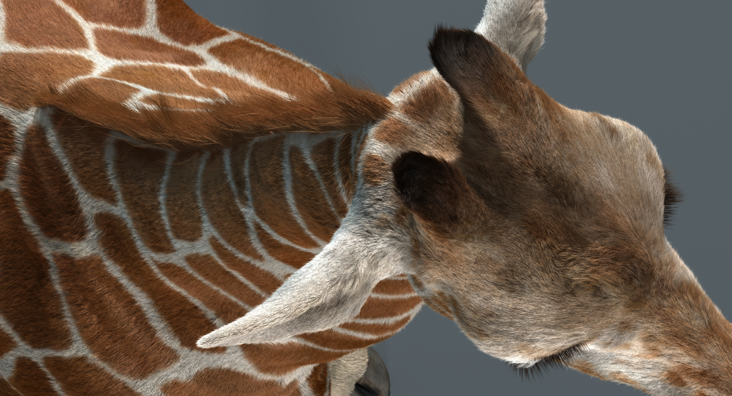 Realistic giraffe rigged fur 3D - TurboSquid 1394899