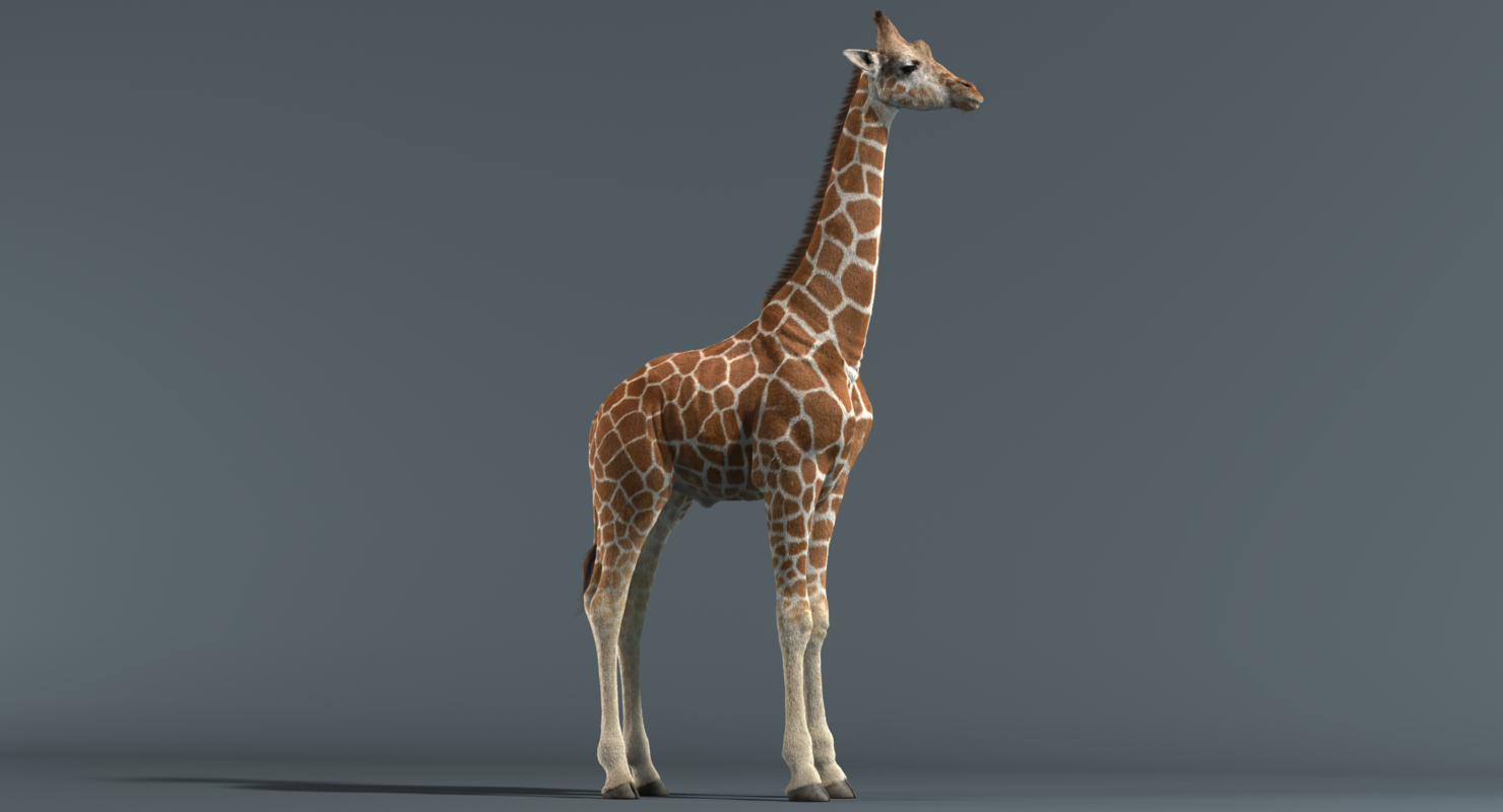 Realistic giraffe rigged fur 3D - TurboSquid 1394899