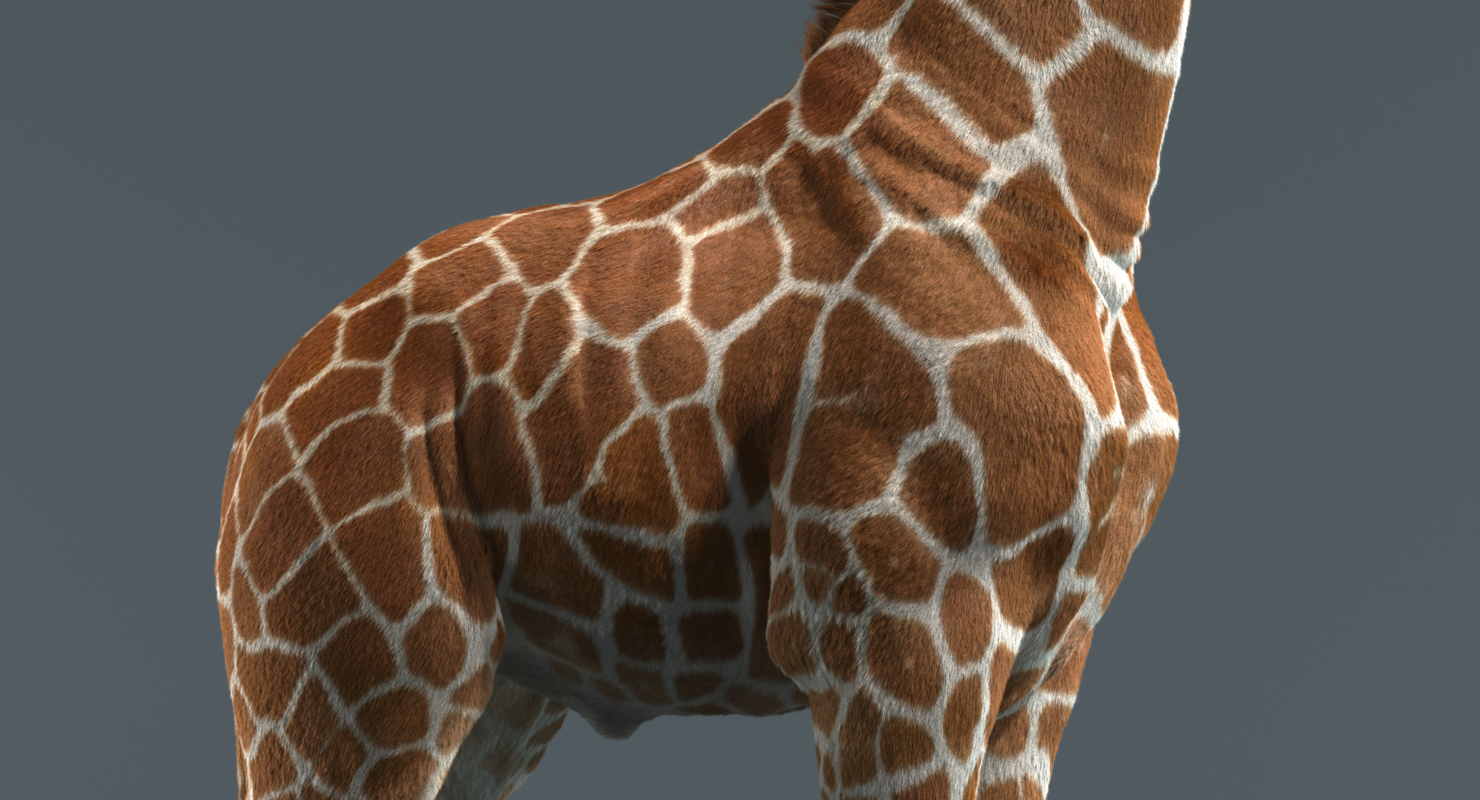 Realistic giraffe rigged fur 3D - TurboSquid 1394899
