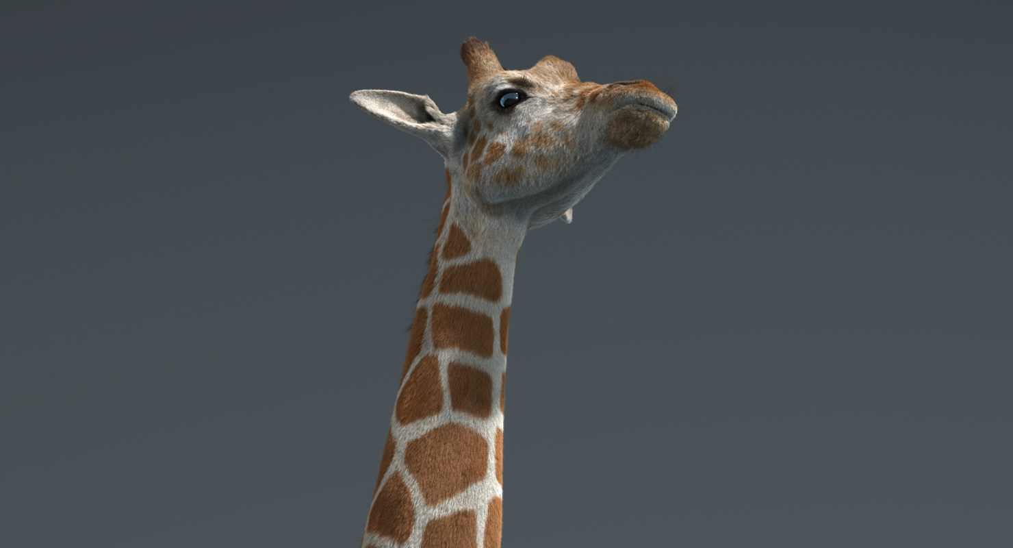 Realistic giraffe rigged fur 3D - TurboSquid 1394899