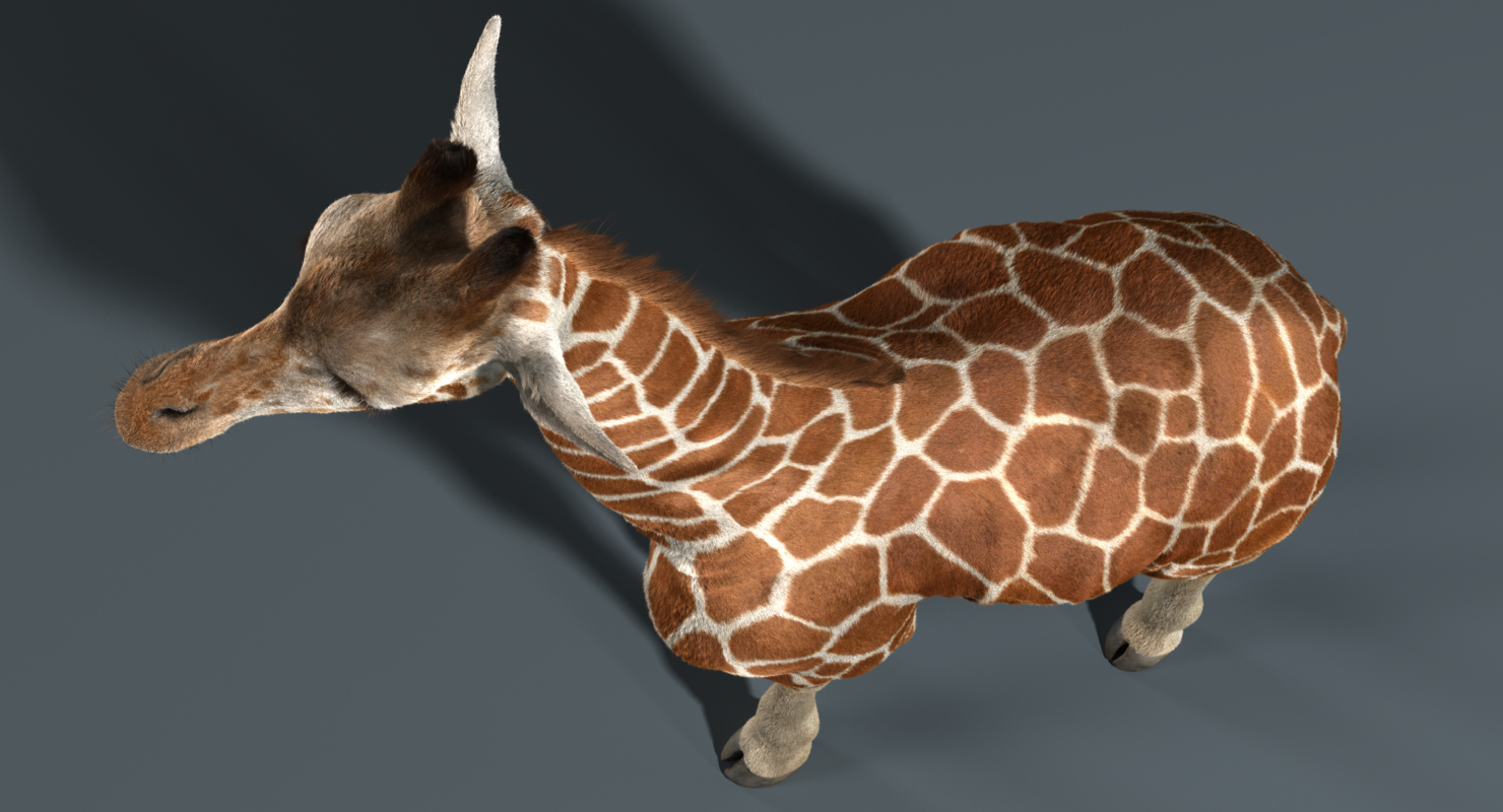 Realistic giraffe rigged fur 3D - TurboSquid 1394899